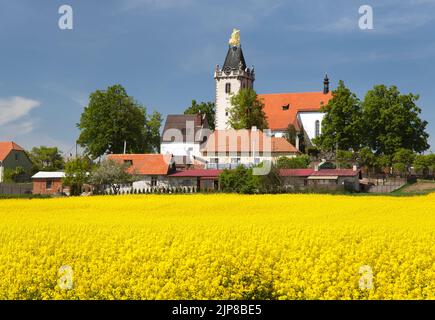 Rapeseed, Brassica napus, rape, oilseed rape field under dramatic sky ...