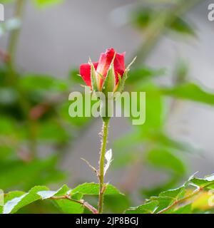 A cluster of Rose aphids (Macrosiphon rosae) on a rose stem. Known as ...