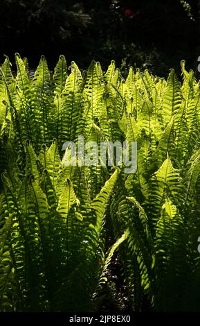 backlit ferns in shady english garden Stock Photo - Alamy