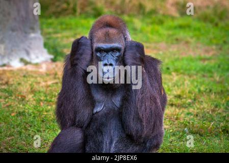 Western lowland gorilla - Gorilla gorilla gorilla - is posing. Animal ...