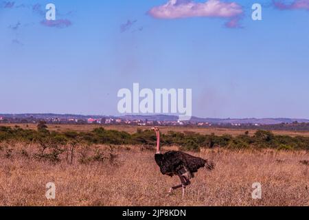 Nairobi National Parks Kenyas Capital City County Ostriches are large ...