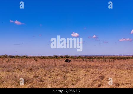 Nairobi National Parks Kenyas Capital City County Ostriches are large ...