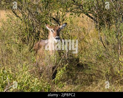 Water buck on the Maasai Mara, Kenya, East Africa Stock Photo - Alamy