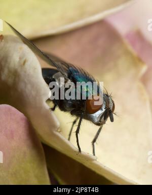 Macro of a Greenbottle Fly (Lucilia caesar) on pink flowers Stock Photo ...