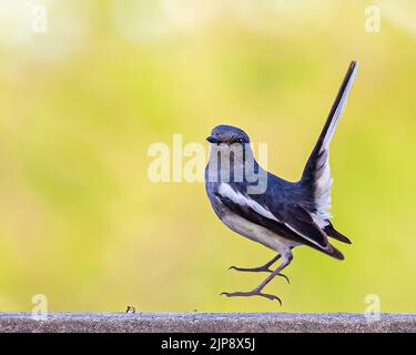 A Female oriental Magpie in Air dancing Stock Photo - Alamy