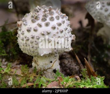 American Abrupt-Bulbed Lepidella (Amanita abrupta) Fungi Stock Photo ...