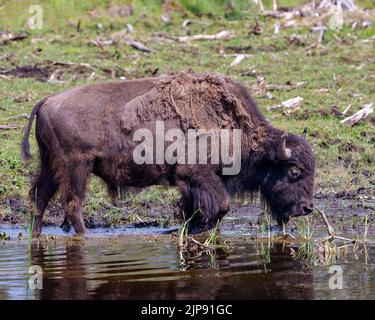 American Bison Buffalo side profile Stock Photo - Alamy