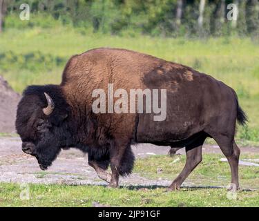 American Bison Buffalo side profile Stock Photo - Alamy