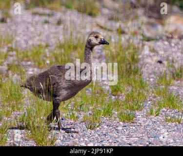 Juvenile Canadian Goose close up profile side view, swimming with blur ...