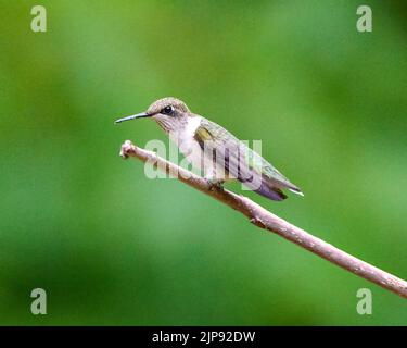 Hummingbird close-up side view perched on a branch displaying beautiful ...