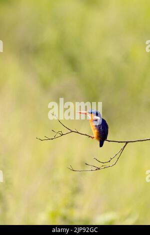 A closeup of a malachite kingfisher perched on a tree branch against a ...