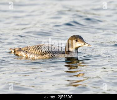 Common loon with juvenile loon in its growing phase eating a perch fish ...