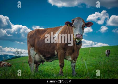 Color cow on green grass in Slovakia mountains in summer Stock Photo ...