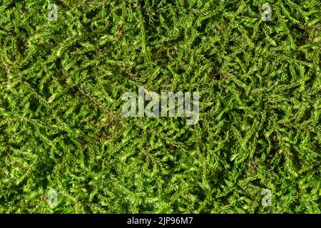 Fungi Green Moss Texture abstract background concrete wall. Rusty ...