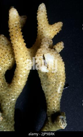 Gall containing the female common coral gall crab (Hapalocarcinus ...