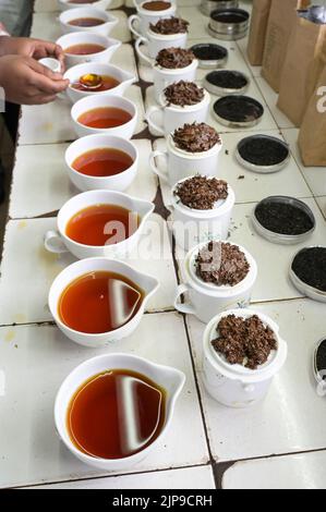 KENYA, Kimunye, KTDA tea factory, cups with different tea qualities for ...