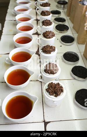 KENYA, Kimunye, KTDA tea factory, cups with different tea qualities for ...