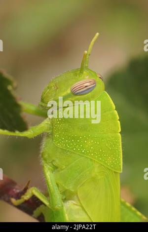 Detailed closeup on a gorgeous emerald green Eygyptian locust ...
