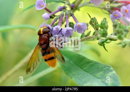 hornet mimic hoverfly, volucelle zonée, Hornissenschwebfliege ...