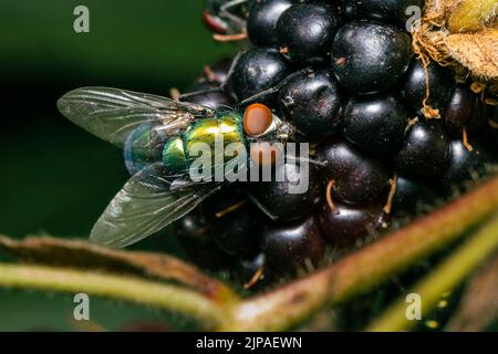 A gold fly on a raspberry, Calliphoridae on a raspberry, blow fly on a ...