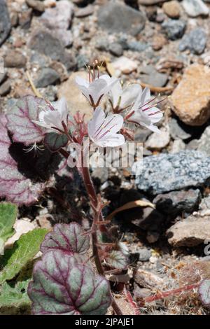 White flowering determinate scorpioid cyme inflorescence of Phacelia ...