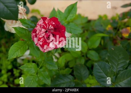 Rosa Henri Matisse, Shrub rose Stock Photo - Alamy