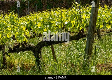 Vineyards in the spring in the Subirats wine region in the province of ...
