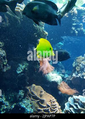 Vertical shot of different species of fish prepared to be cooked Stock ...