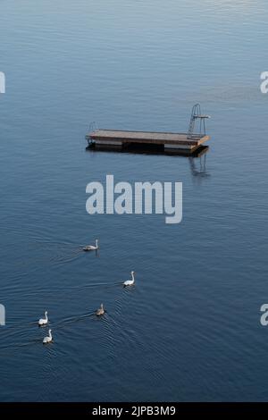 Swans near a floating diving platform in Oslo fjord Stock Photo - Alamy