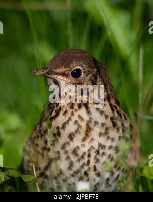 A shallow focus of a cute Song thrush standing on a tree branch on a ...
