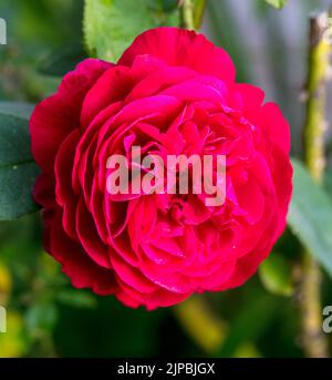 'LD Braithwaite, Auscrim' English Rose, Engelsk ros (Rosa Stock Photo ...