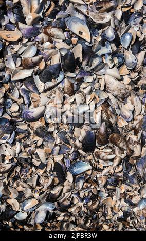 multicolored sea shells macro view. seashells texture background Stock ...