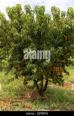 Peach tree with plenty of ripen fruit ready to harvest Stock Photo - Alamy