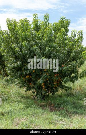Beautiful peach tree with plenty of fresh and organic peaches in the ...