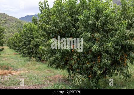 Peach fruit orchard in Swat valley, Khyber Pakhtunkhwa, Pakistan Stock ...