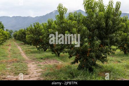 Peach orchard in swat valley, Pakistan Stock Photo - Alamy