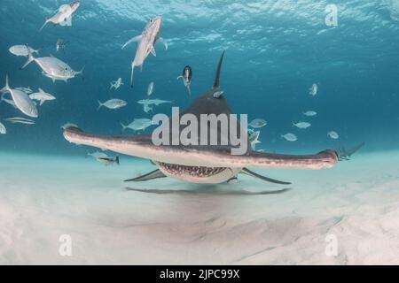 A hummer head shark swimming and searching for food underwater Stock ...