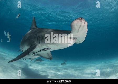 A hummer head shark swimming and searching for food underwater Stock ...