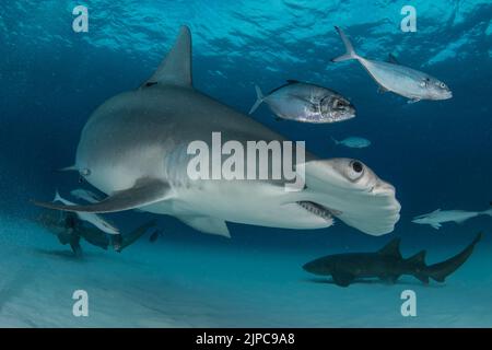 A hummer head shark swimming and searching for food underwater Stock ...