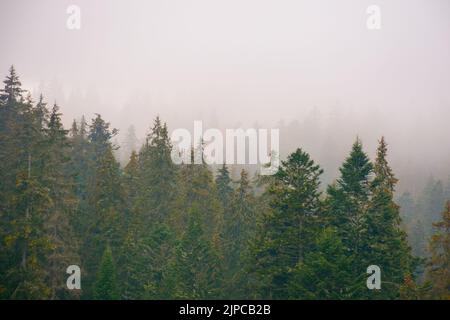 coniferous forest in autumn. gloomy weather with overcast sky. foggy ...
