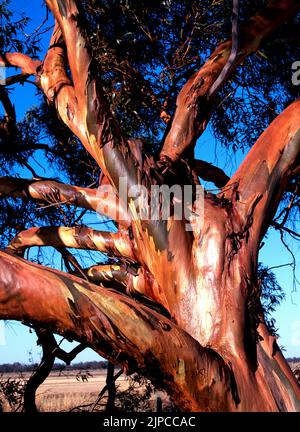 Western Australian Gimlet (Eucalyptus Salubris) trees forming a tunnel ...