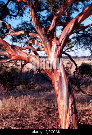 Western Australian Gimlet (Eucalyptus Salubris) trees forming a tunnel ...