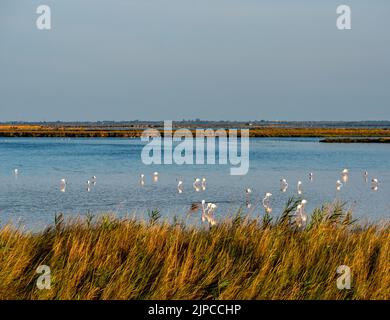Wild flamingos in Comacchio Lagoon in Italy Stock Photo - Alamy