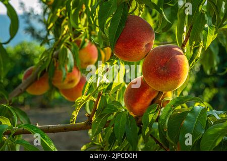 Percoca peach, variety of peach with compact yellow flesh and adherent ...