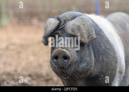 A rare breed Saddleback sow outdoors in her paddock, scratching Stock ...