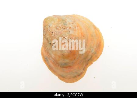 SheThe gastropods, commonly known as snails and slugs, belong to a ...