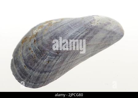 Blue Mussel Complex (Mytilus edulis) Mollusca Stock Photo - Alamy