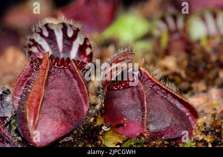 Albany pitcher plant (Cephalotus follicularis), Cephalotaceae. Rare ...