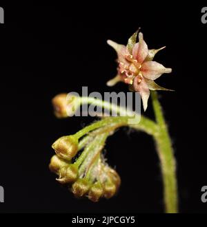 Sundew Bug eating plants close up Stock Photo - Alamy