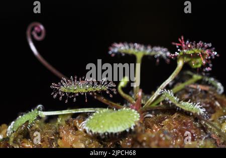 Flowering plants of the carnivorous sundew Drosera graniticola with ...